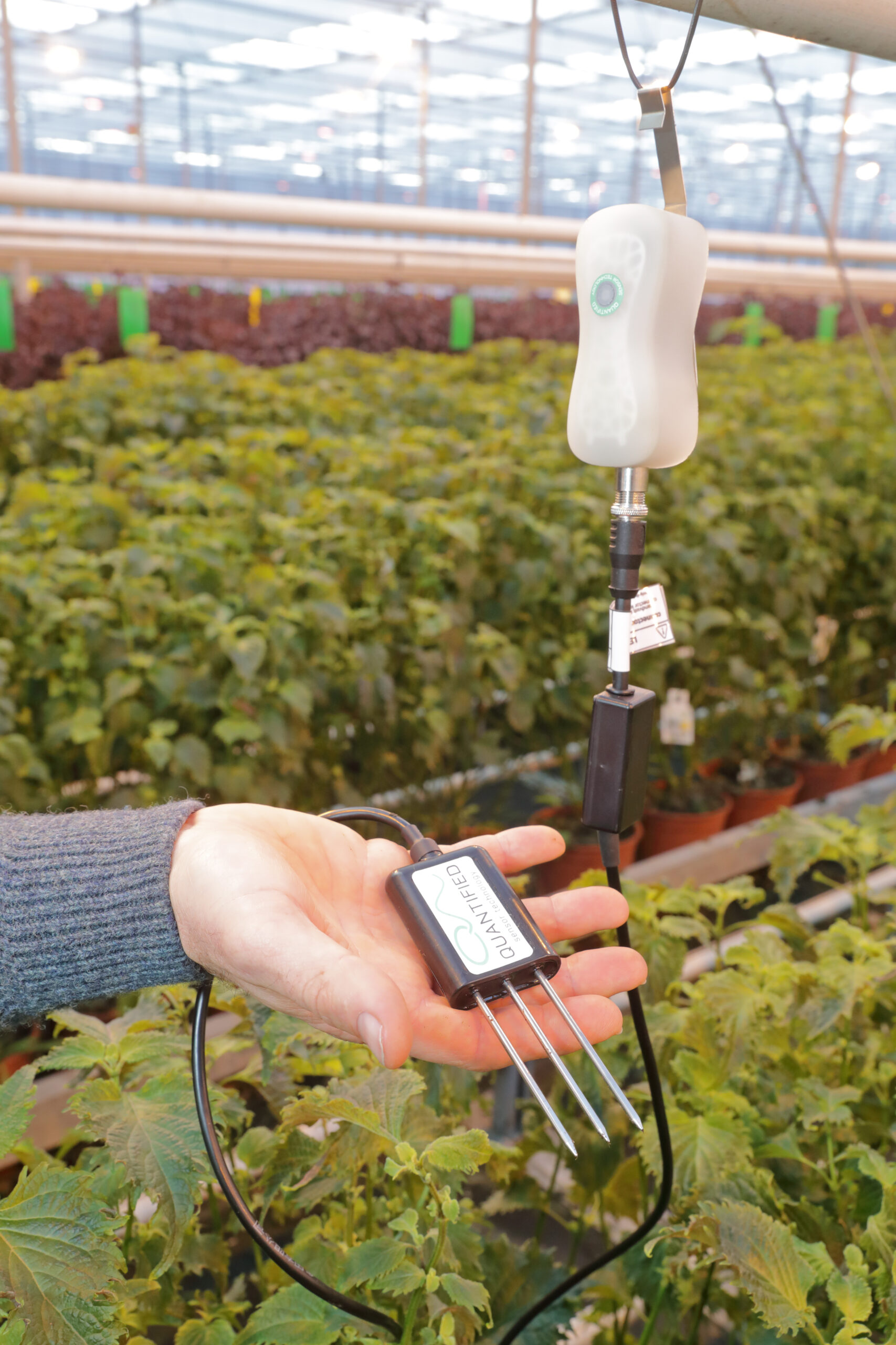 Quantified - Division Q Division Q